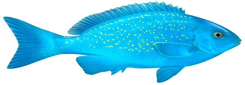 Torben Norling - Cygni, part of Accenture